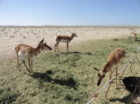 Se recupera población de berrendo en México - El Sol de Nayarit