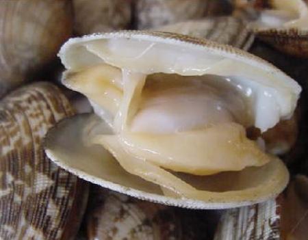 El Molusco - El Sol de Nayarit