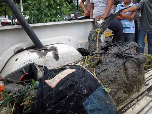 Cocodrilo causa pánico al merodear en el puerto de Lázaro Cárdenas - El ...