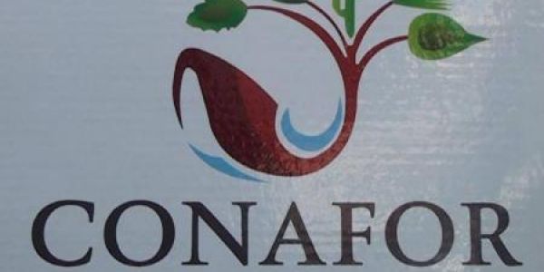Presenta la CONAFOR nueva imagen institucional - El Sol de Nayarit